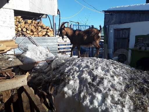 Козел альпийский