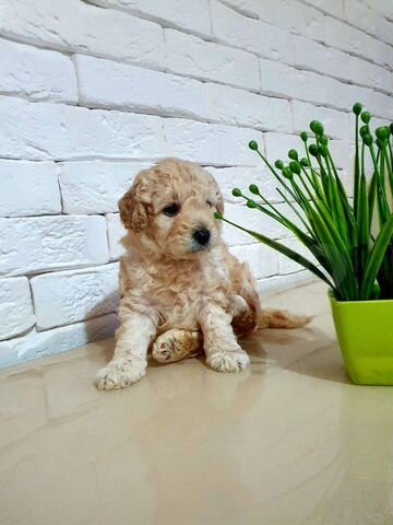 Той-Пудель малышки