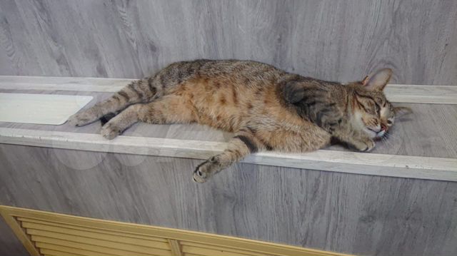 Шикарная Сима