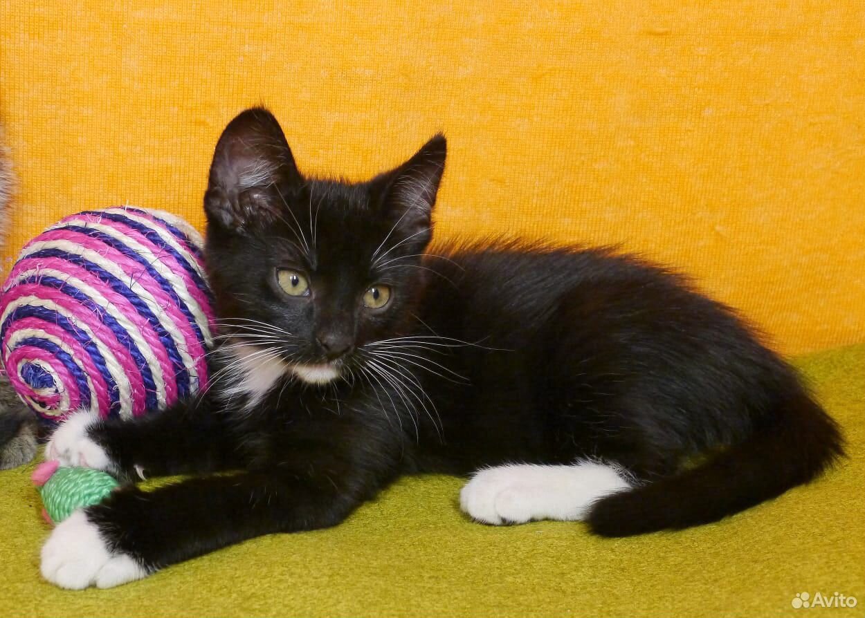 Маргаритка ищет дом