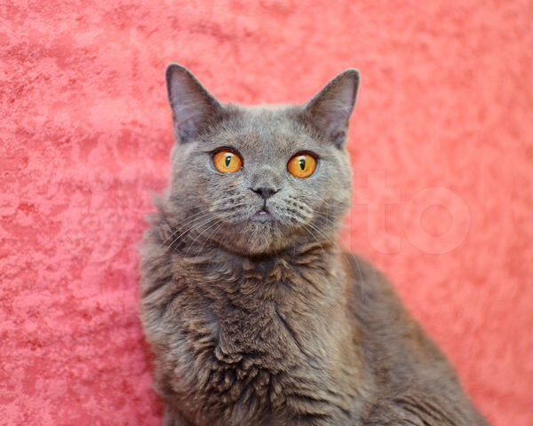 Особенная кошка Мышка ищет дом