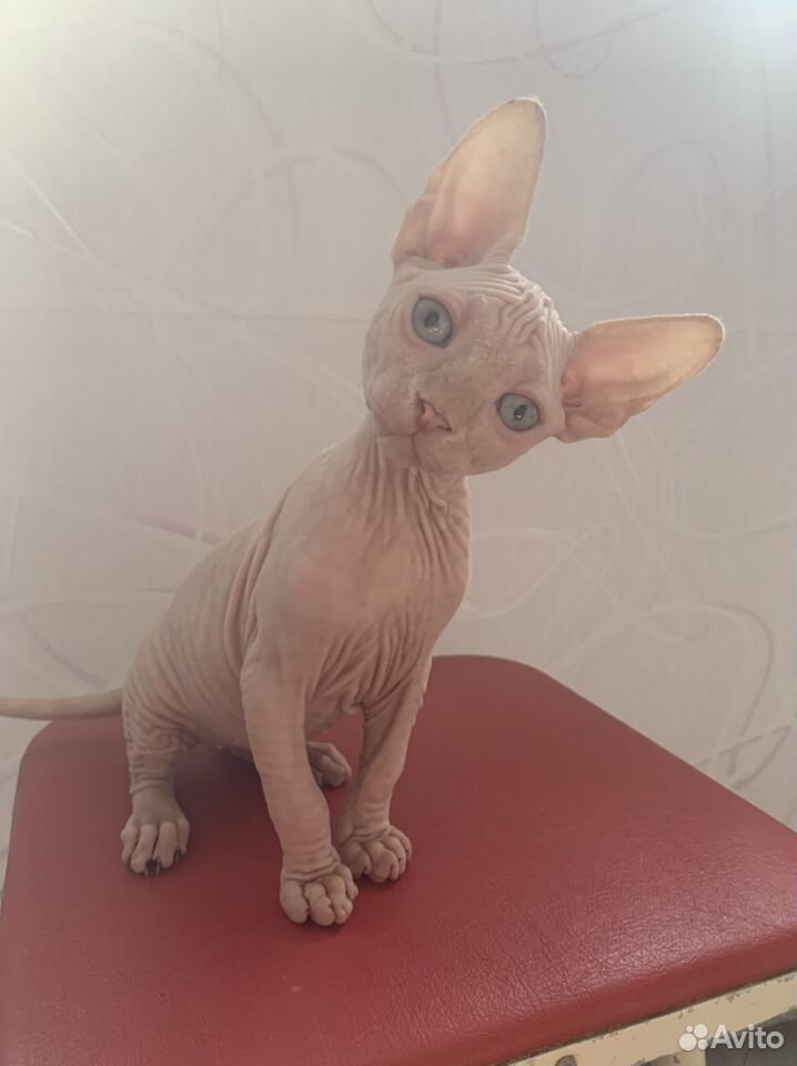 Канадский сфинкс