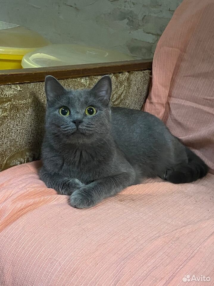 Ищем дом классной кошке