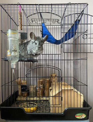 Пара шиншилл с клеткой