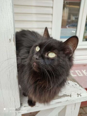 Пушистая черная кошкав дар