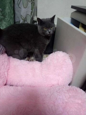 Продам британскую и шотландского плюшевых в одни р