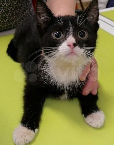 Пусяш 4 мес видео